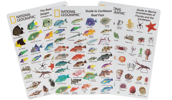 National Geographic Snorkeler and ECO Watersports